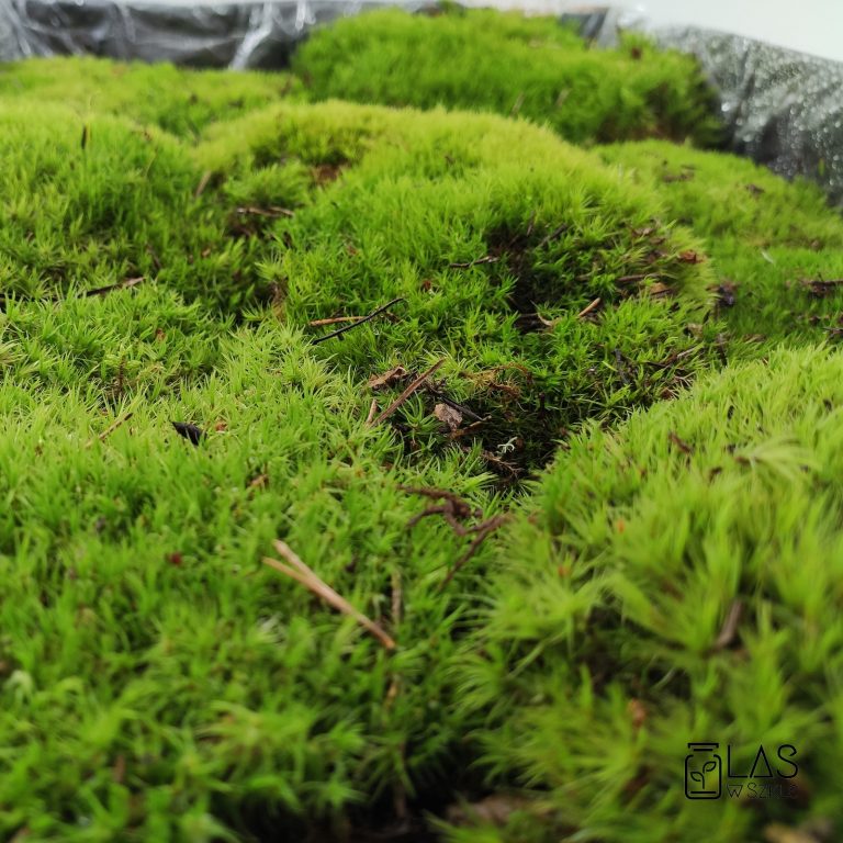 Mech a las w słoiku - wszystko co musisz wiedzieć - Las w szkle