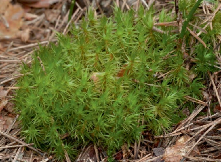 Mech a las w słoiku - wszystko co musisz wiedzieć - Las w szkle